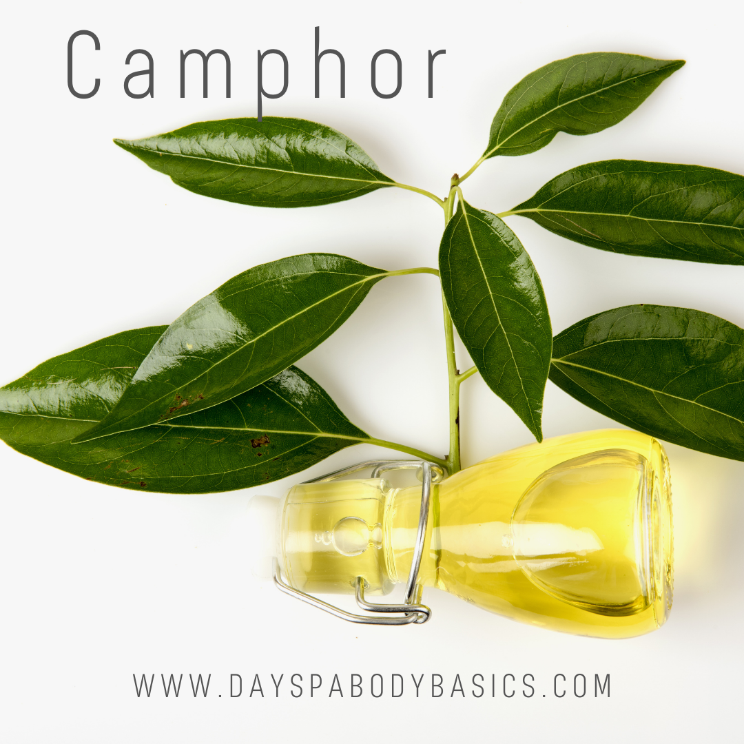 Camphor Essential Oil- Ingredient Highlight - DAYSPA Body Basics Store