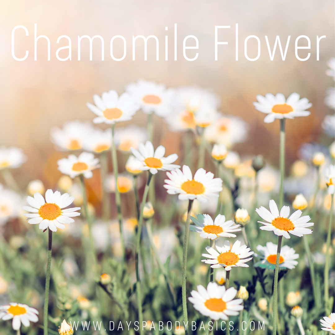 Chamomile Flower- Ingredient Highlight - DAYSPA Body Basics Store