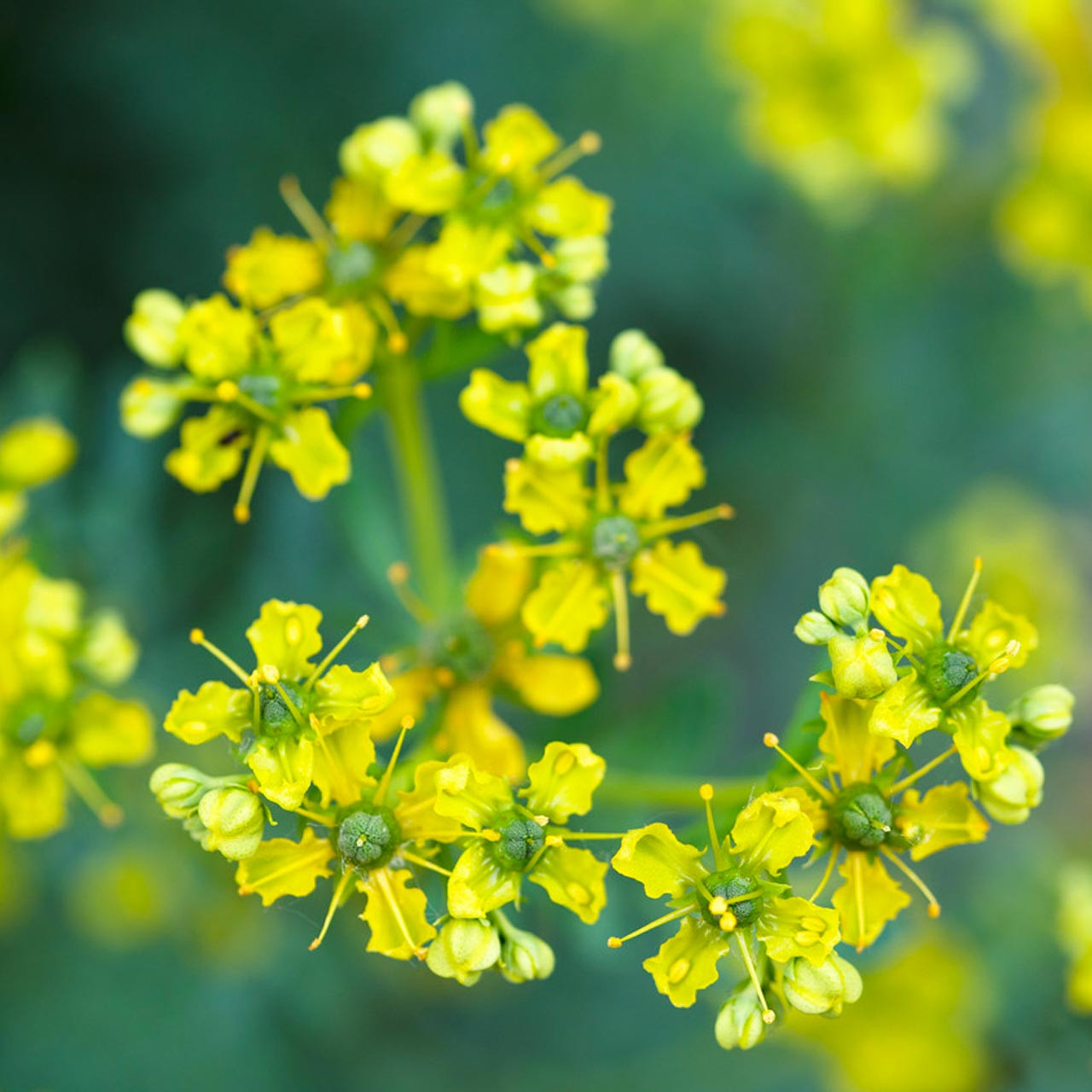 Rue (Ruta graveolens) Perennial - Annie's Heirloom Seeds