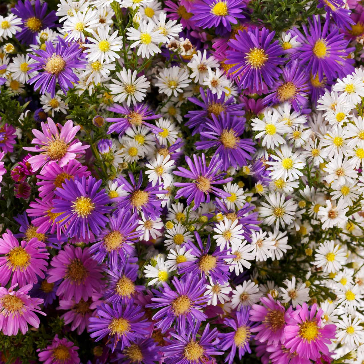 Rainbow Single Aster Mix (Callistephus Chinensis) Annual - Annie's Heirloom Seeds