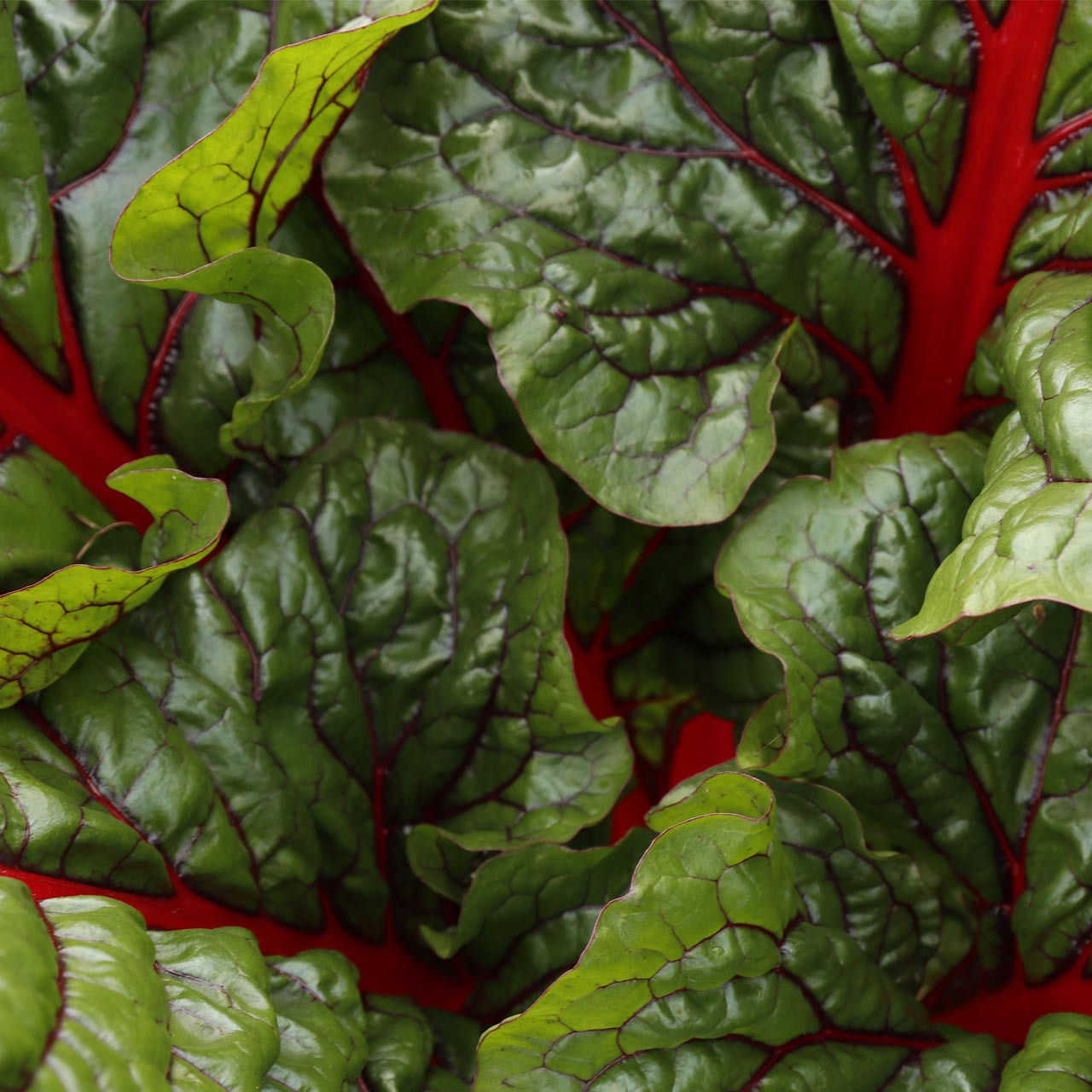 Ruby Red Swiss Chard (Beta vulgaris) - Annie's Heirloom Seeds