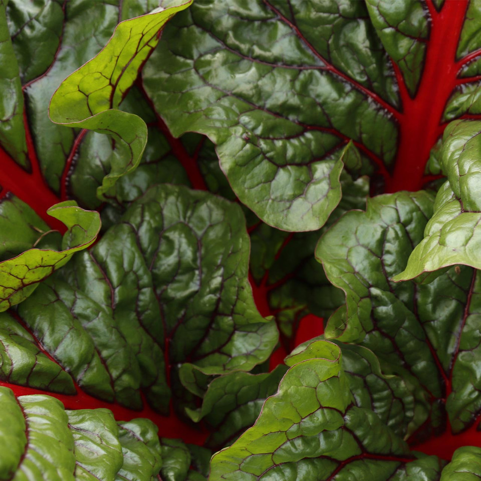 Ruby Red Swiss Chard (Beta vulgaris) - Annie's Heirloom Seeds