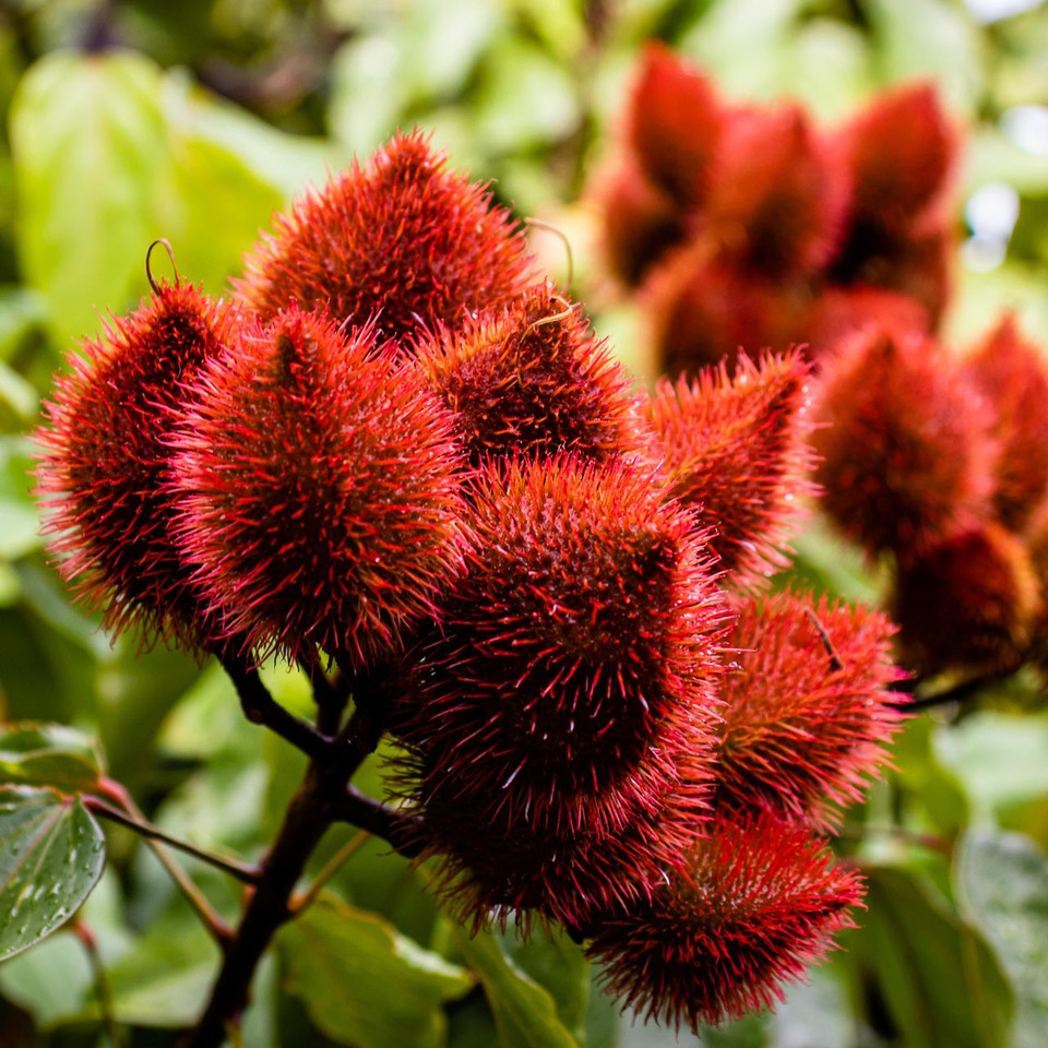 Annatto (Bixa orellana) Perennial - Annie's Heirloom Seeds