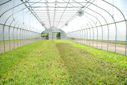 High Tunnel Greenhouse 30 x 48 - Grow Year Round - Rimol Greenhouses