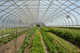 High Tunnel Greenhouse 30 x 72 - Grow Year Round - Rimol Greenhouses