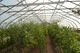High Tunnel Greenhouse 30 x 72 - Grow Year Round - Rimol Greenhouses