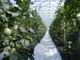 High Tunnel Greenhouse 30x96 - Grow Year-Round - Rimol Greenhouses