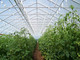 High Tunnel Greenhouse 30x96 - Grow Year-Round - Rimol Greenhouses