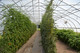 High Tunnel Greenhouse - 30x96 Extend Your Season Rimol Greenhouses