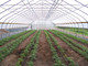 High Tunnel Greenhouse - 30x96 Extend Your Season Rimol Greenhouses