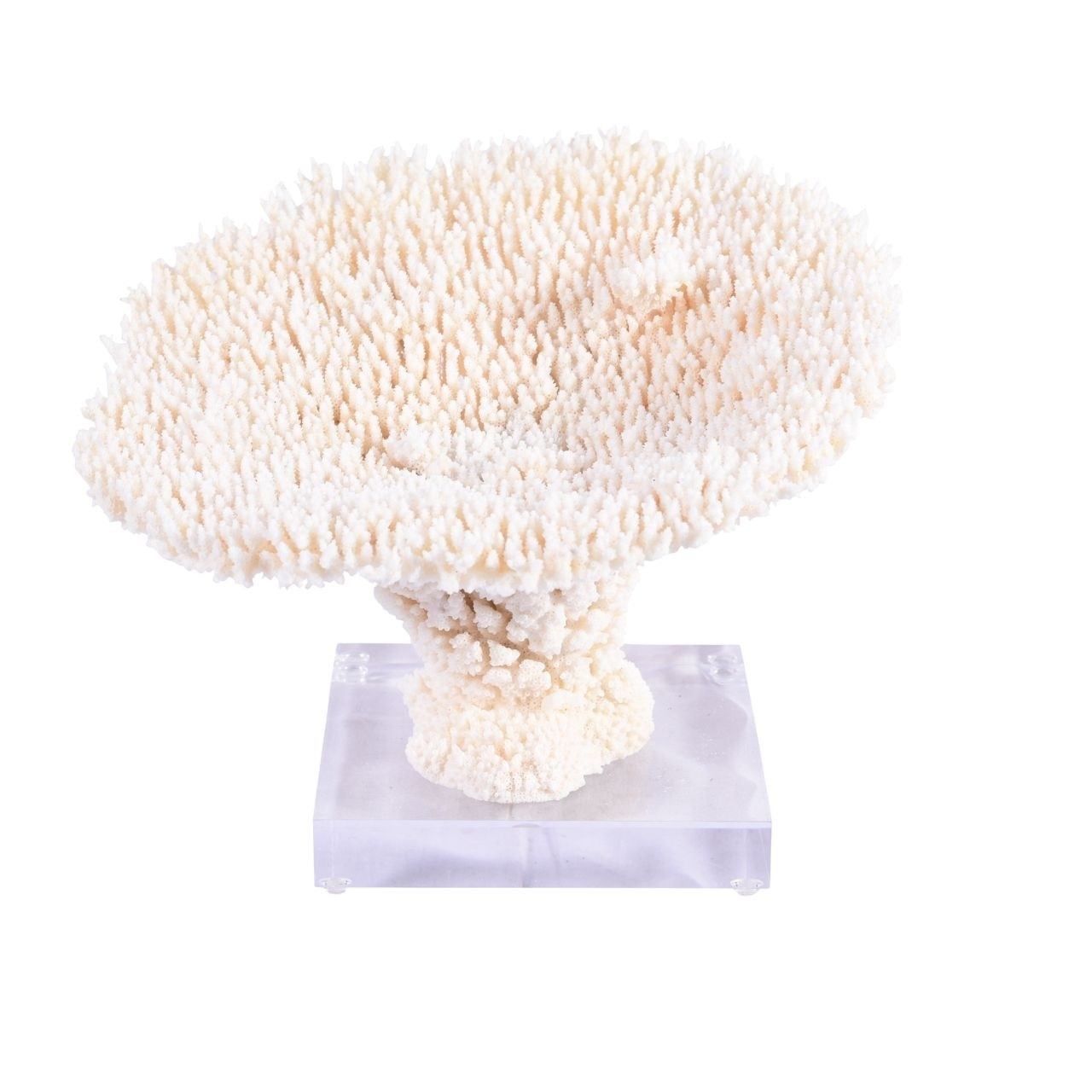 Table Coral On Acrylic Base - 3 Sizes - Legend Accents