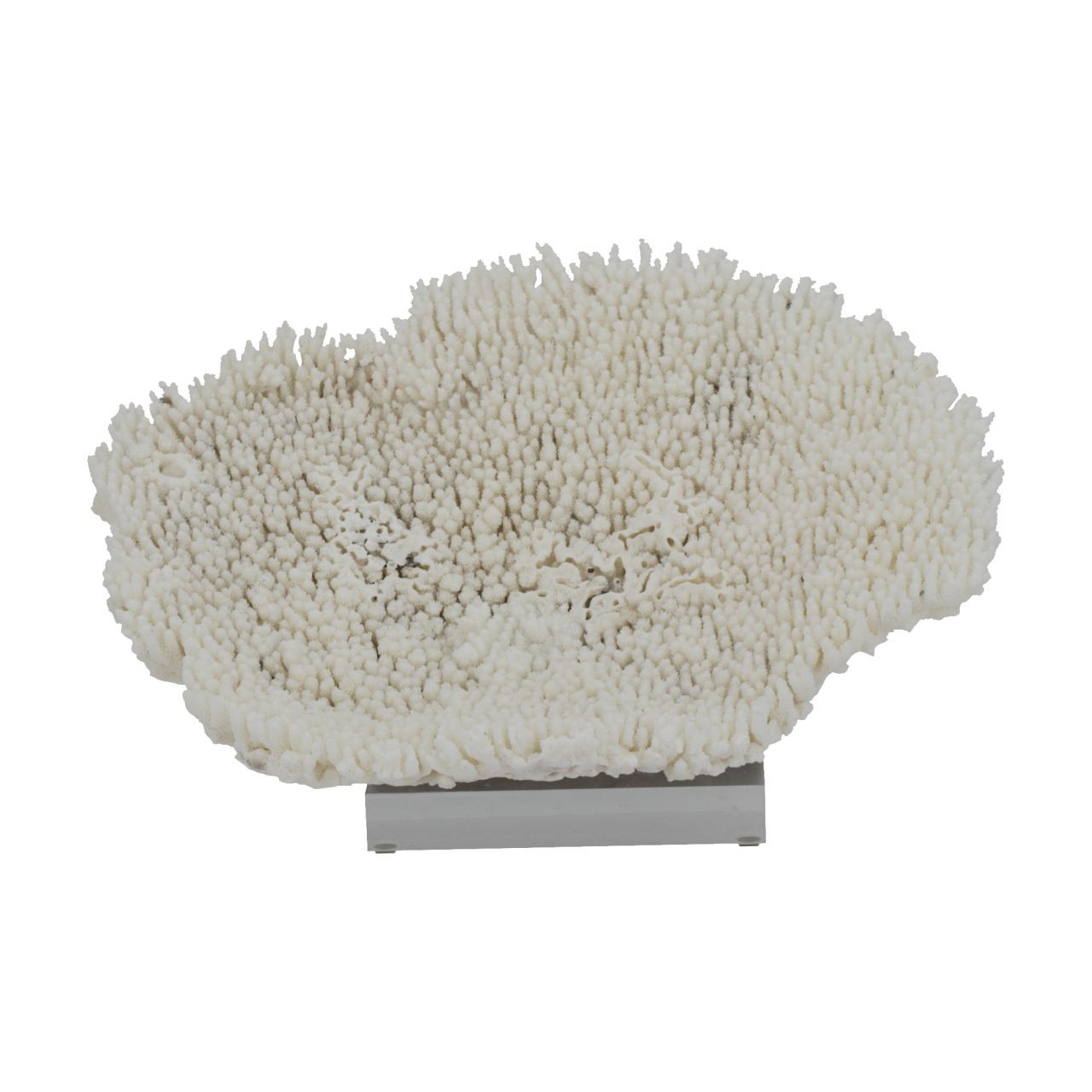 Table Coral Special On Acrylic Base - 3 Sizes - Legend Accents