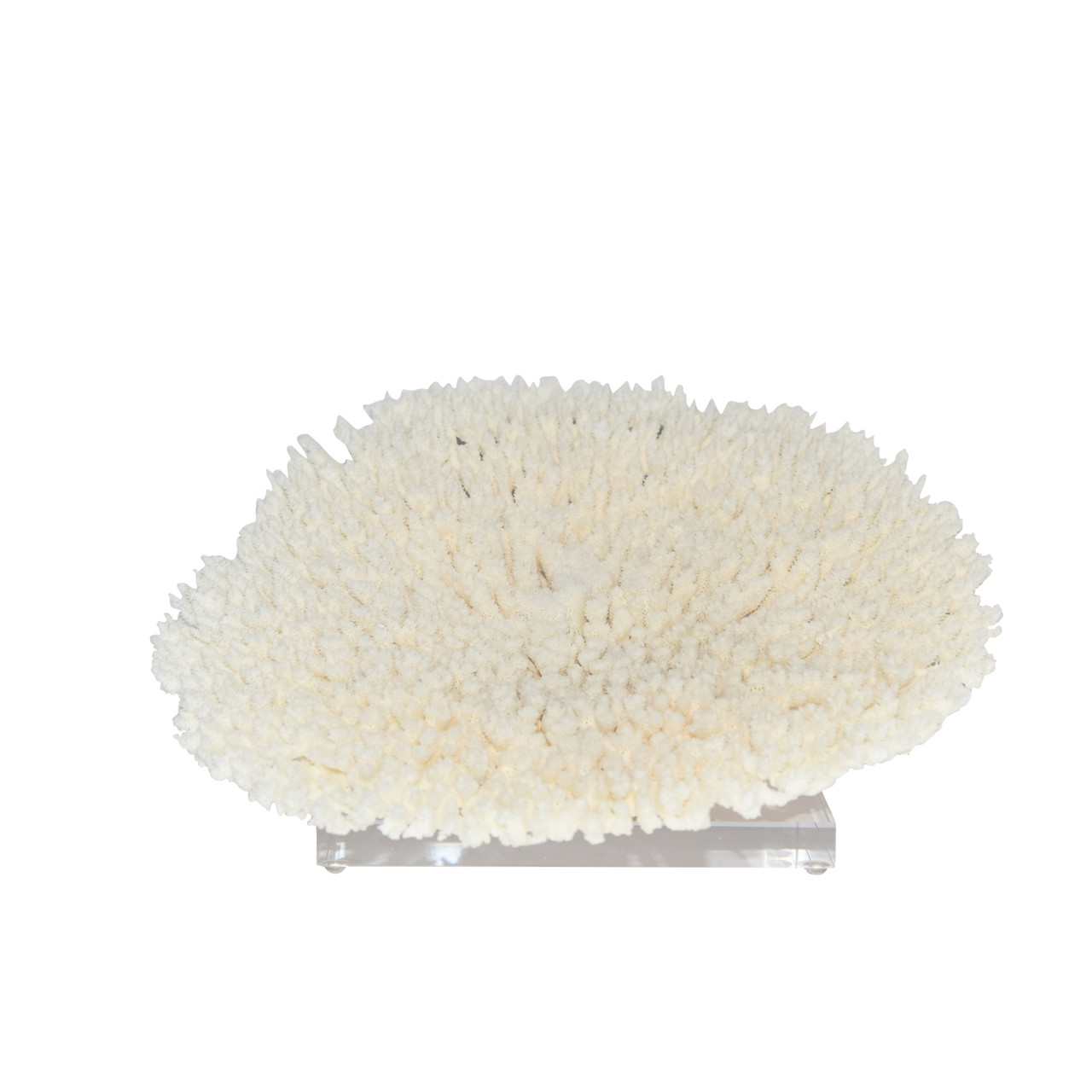 Table Coral Special On Acrylic Base - 3 Sizes - Legend Accents