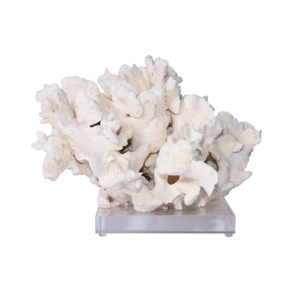 Rugosa Coral On Acrylic Base - 3 Sizes - Legend Accents