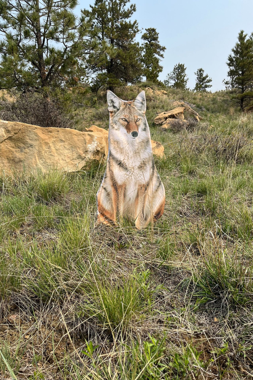 Montana Decoy Sitting Coyote Fold-Up Decoy | All Predator Calls