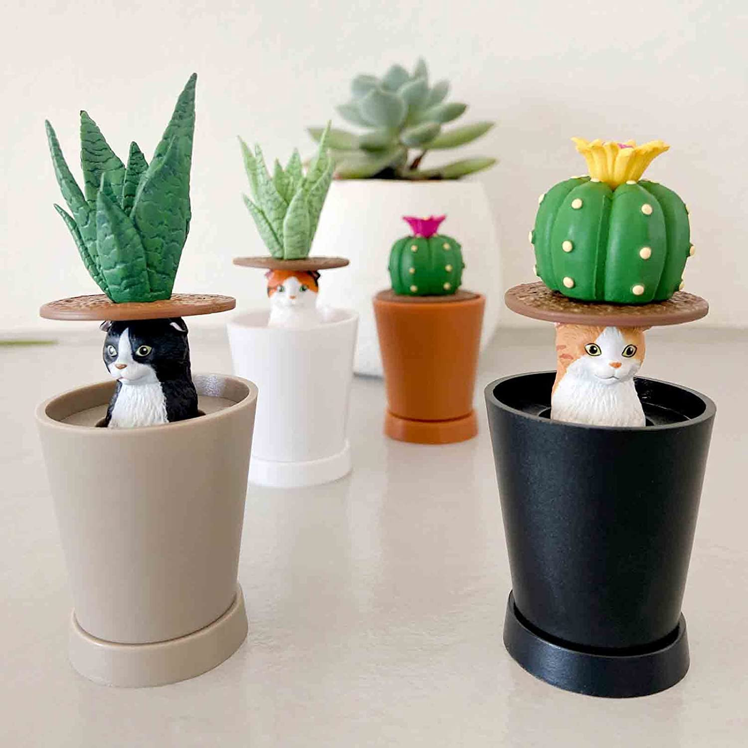 Cat in Cactus / Cat Peek