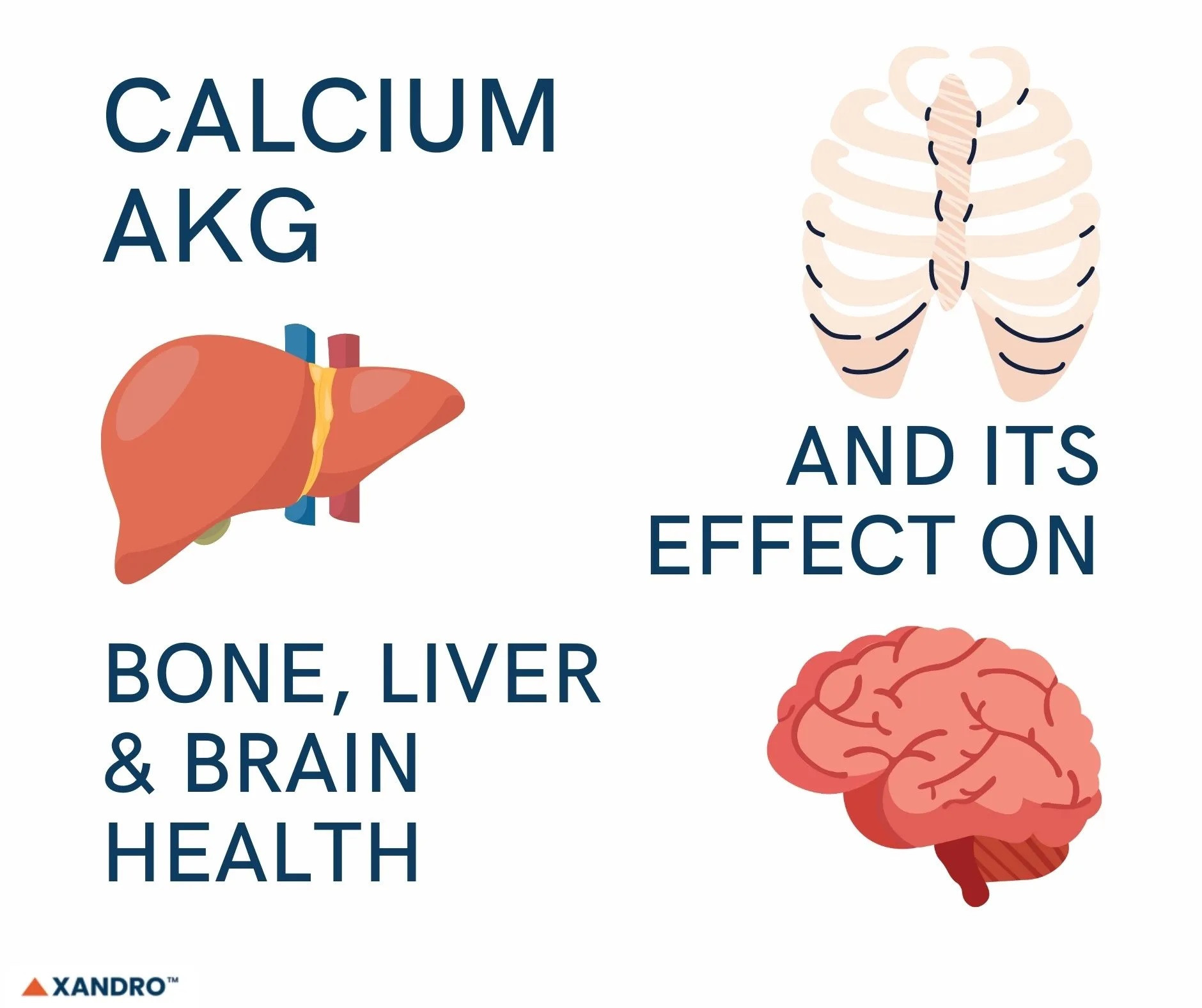 Boost Health with Calcium AKG: Bone, Liver & Brain - Xandro Lab
