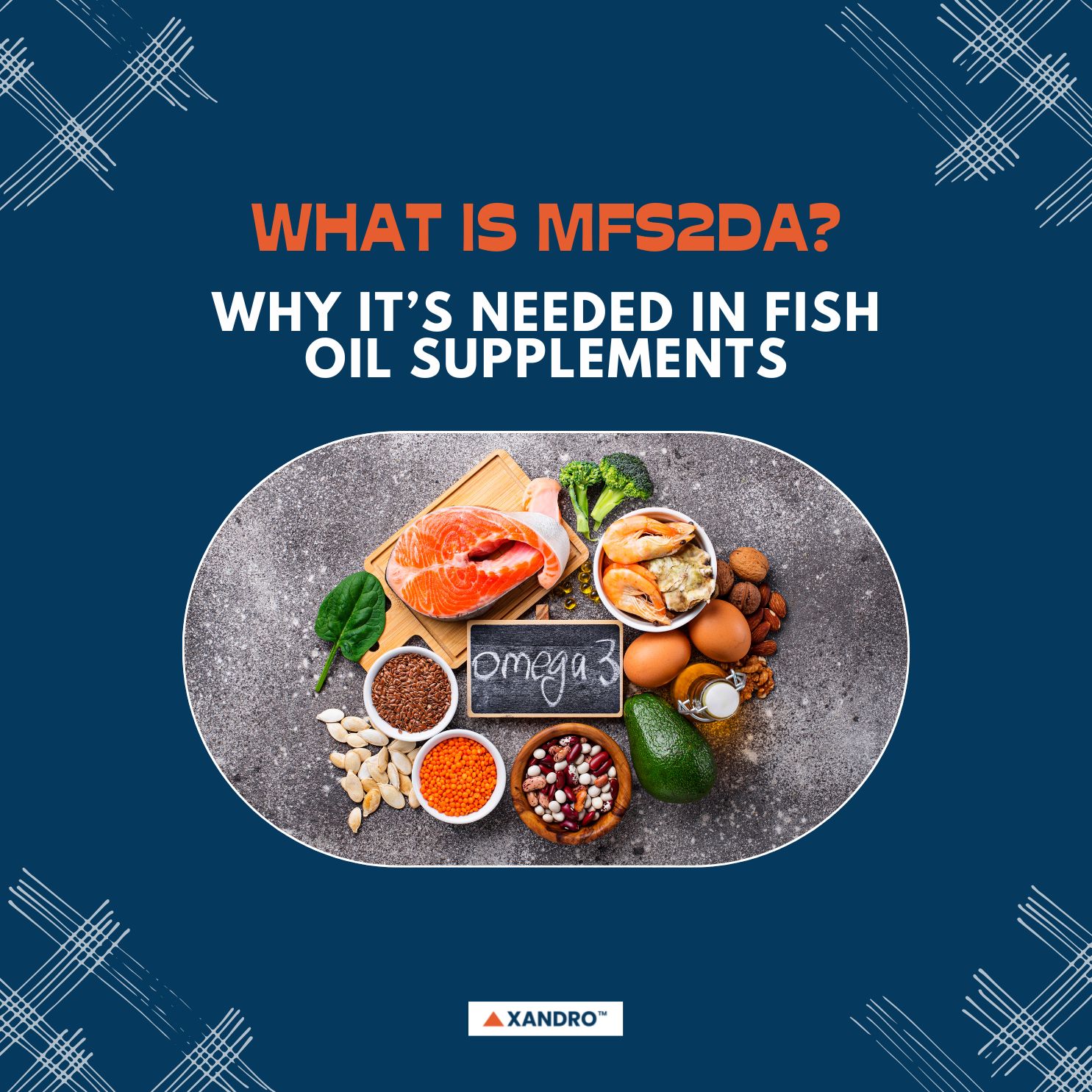 What’s Mfs2da? Function, Protein, Transporter & Omega-3 Role - Xandro Lab
