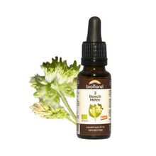 No. 3 Beech Organic Flower Essence Remedy | Buy Biofloral No. 3 Beech ...