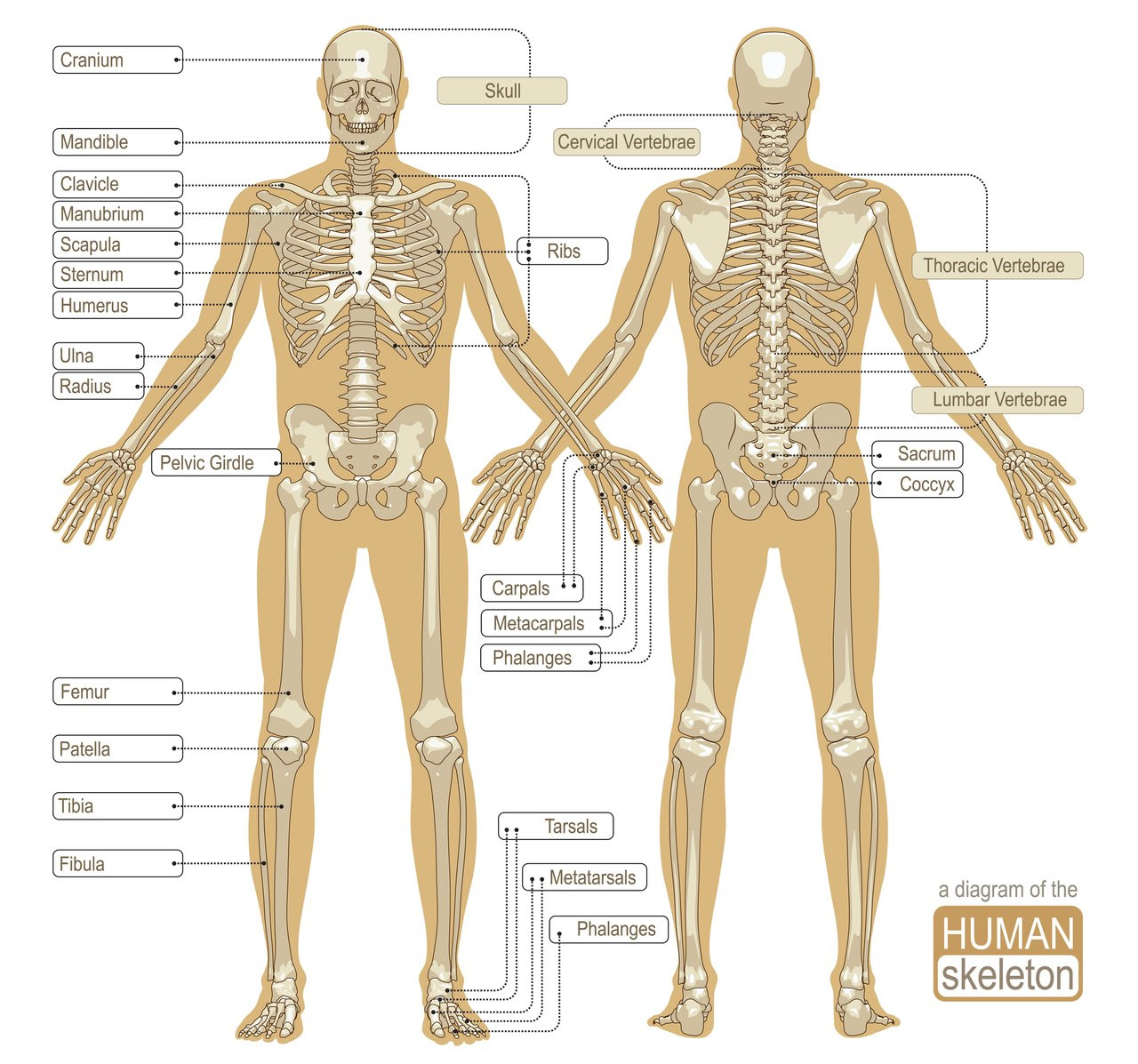 Bone Anatomy & Bone Solutions - Genius Biofeedback