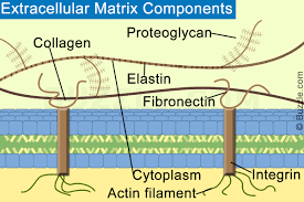 Interstitium Program: Send Light to the extracellular matrix