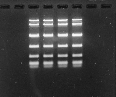 OPAL 7-COLOR MANUAL IHC KIT 50 SLIDES