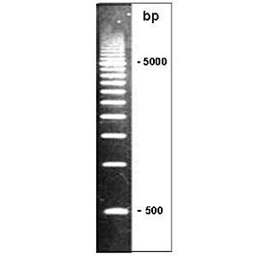 500bp DNA Ladder