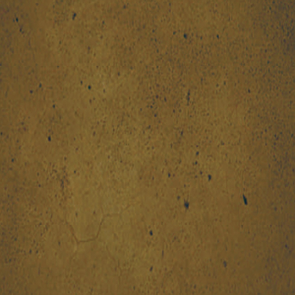 A. MALAY TAN 4 OZ. SAMPLE ACETONE DYE-ACID TOUCH - Moon Decorative Concrete