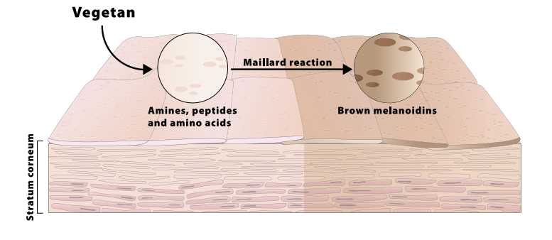 How Self Tanners Work - Suntegrity Skincare