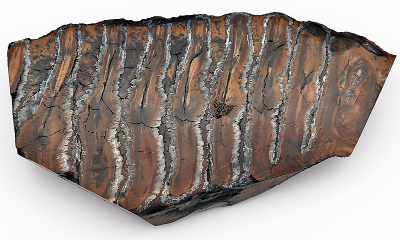 Fossil Ivory | Russian American Company