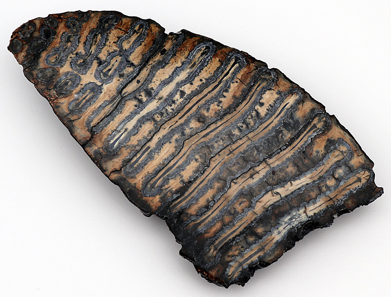 Fossil Ivory | Russian American Company