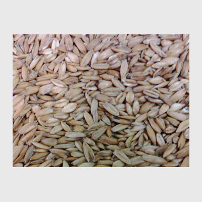 Triple Crown® Naturals Steam Crimped Oats - 50 lb - KBC International