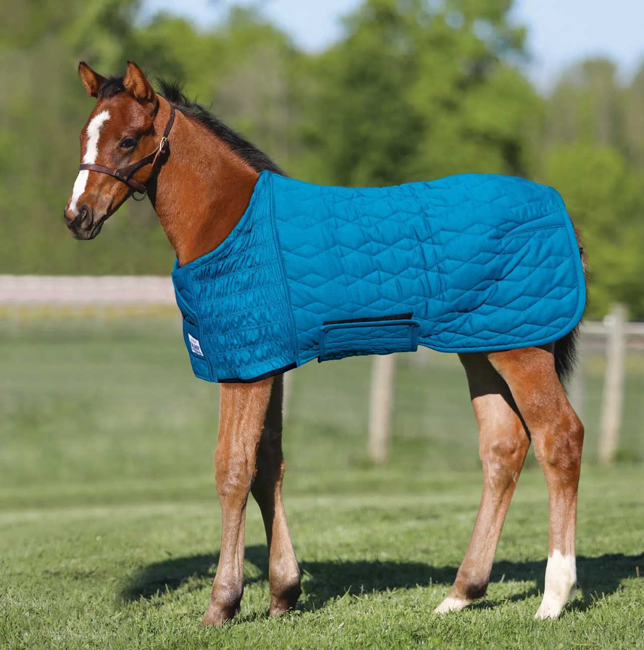 BREEDING & FOALING