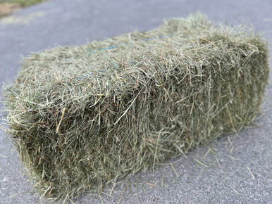Kentucky Grass Hay - 2 String Bale