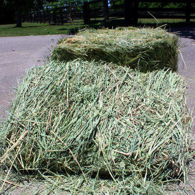 Western Orchard Grass Hay - 3 String Bale - KBC International
