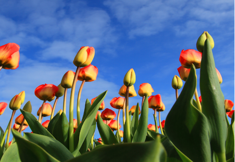 Appreciating Spring Tulips Near and Far - Nautical Wood Maps