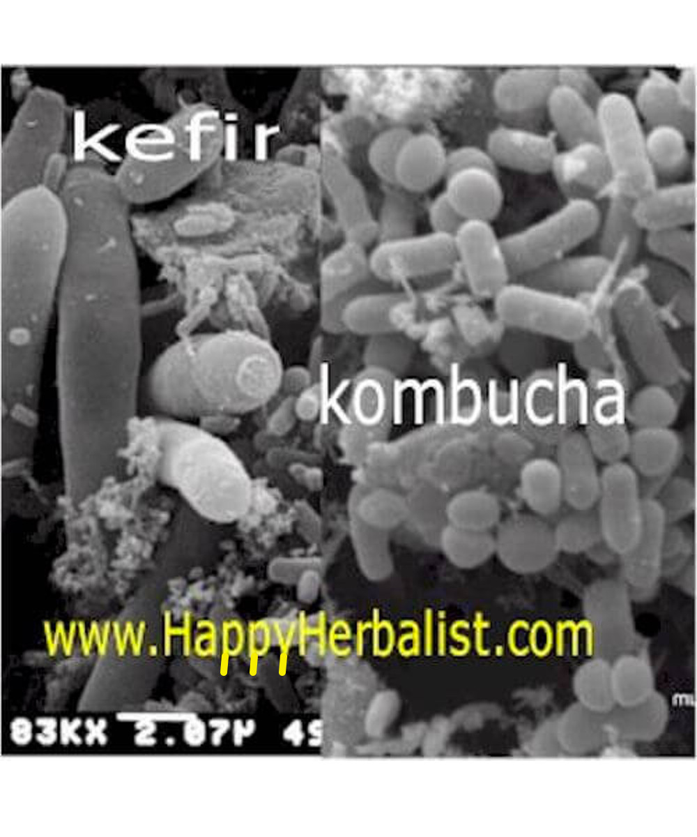 uKeg 64 Lunch Box - Kombucha Lunch Box - Happy Herbalist
