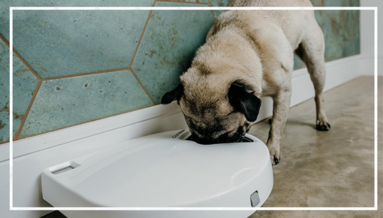 Top Automatic Pet Feeders to Keep Your Pets Happy and Healthy - Connect Smart Home Theme