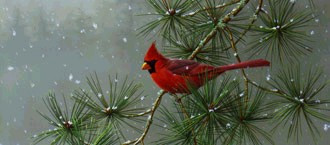 Siberian Tiger Chasing - RJW Motorsports