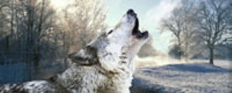 Siberian Tiger Chasing - RJW Motorsports