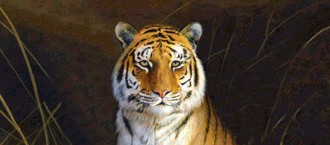 Siberian Tiger Chasing - RJW Motorsports