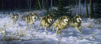 Running Wild - RJW Motorsports