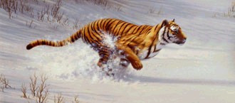 Siberian Tiger Chasing - RJW Motorsports