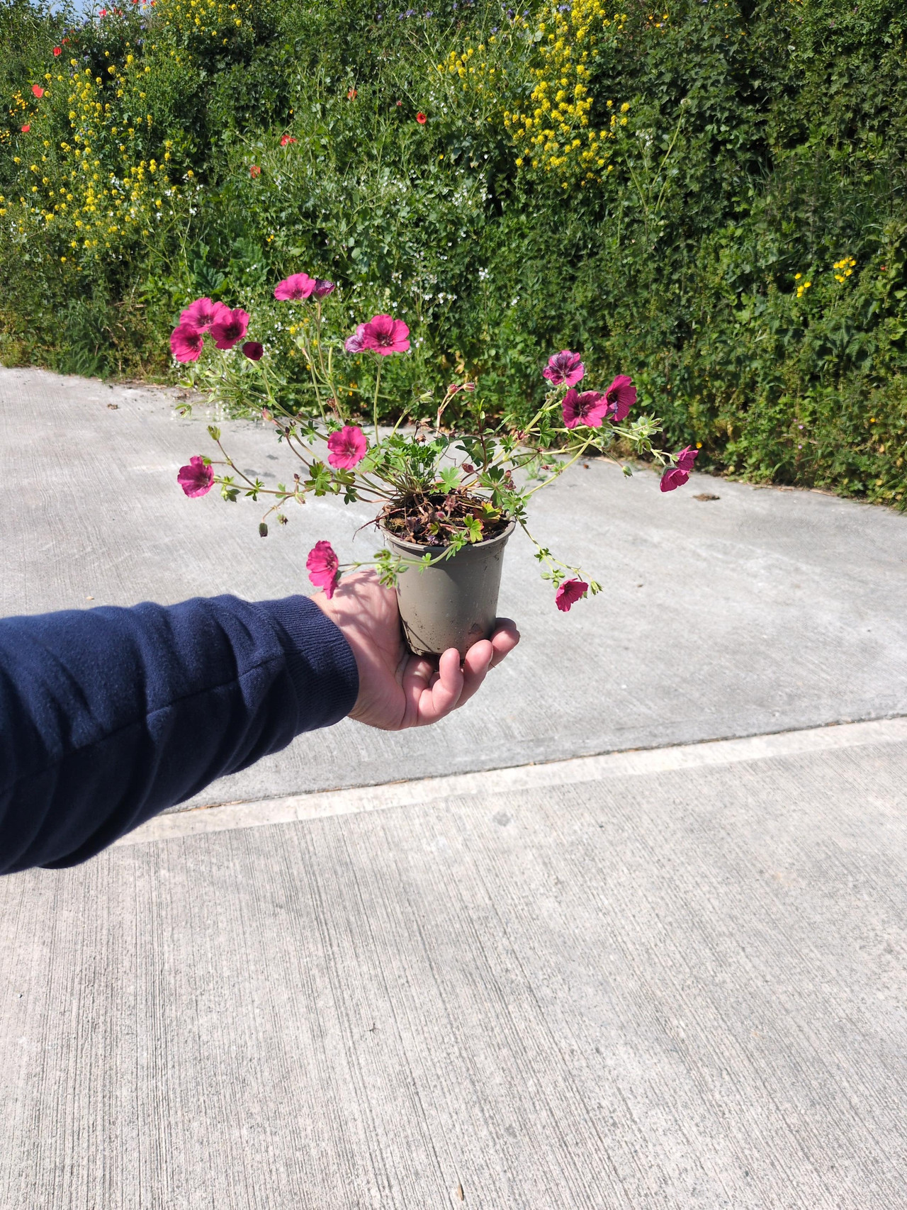Shop Geranium Jolly Jewel Raspberry | J.Parker's Ireland
