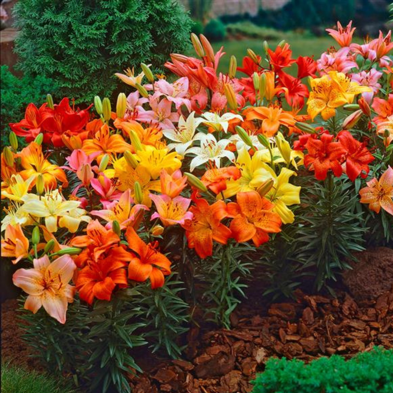 Lilium Asiatic Mix | J Parkers