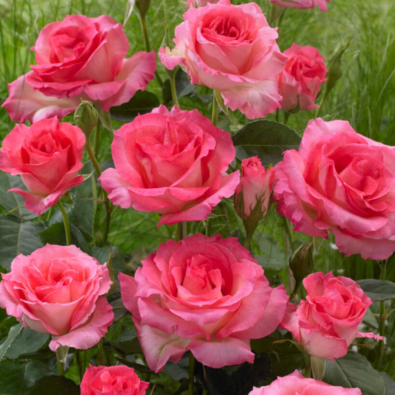 Rose Eternal - J Parker Dutch Bulbs (Ireland) - Production