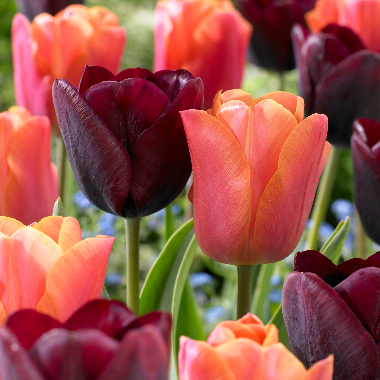 Shop quality Tulip Jimmy from J. Parker's