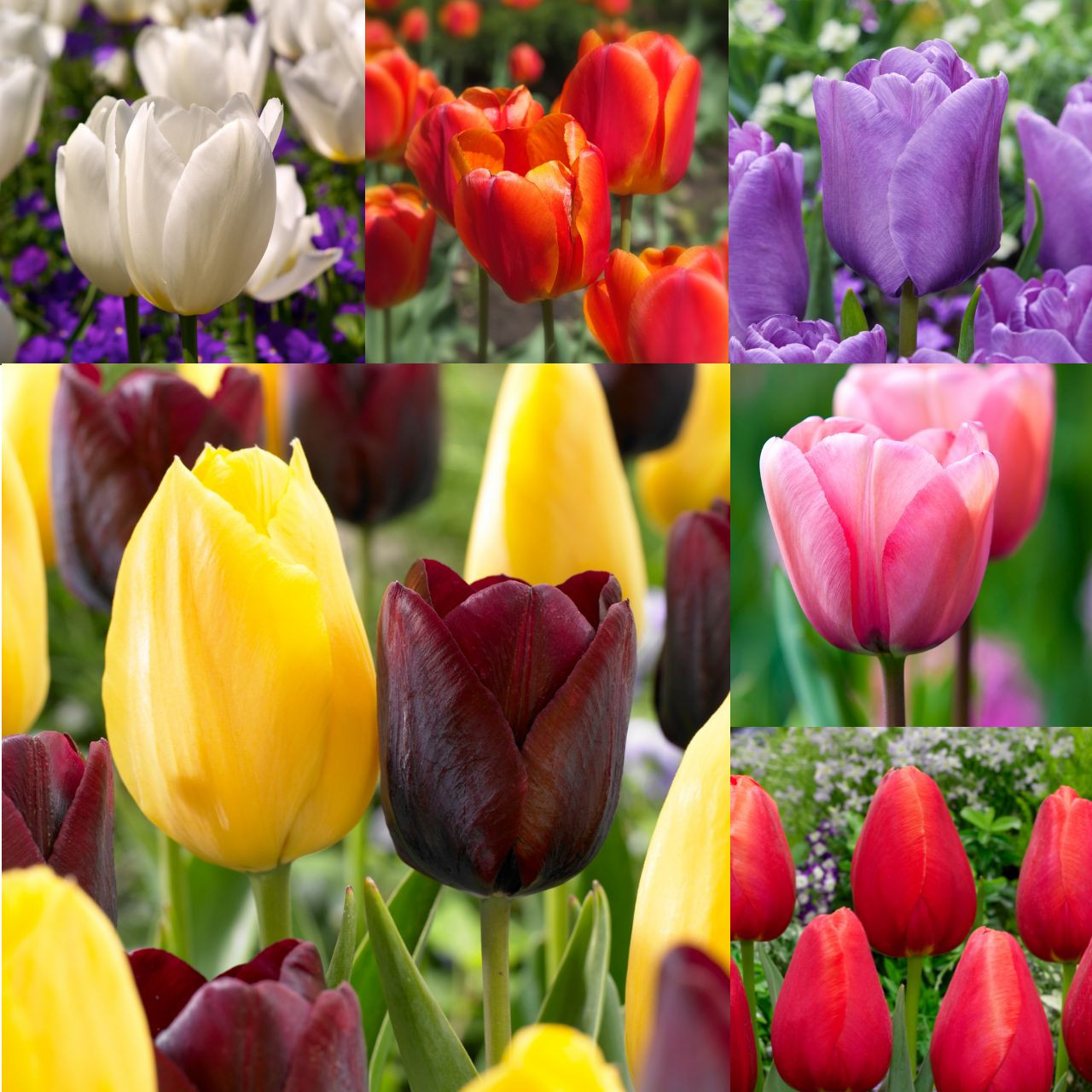 Shop quality Tulip Single Late Collection from J. Parker's