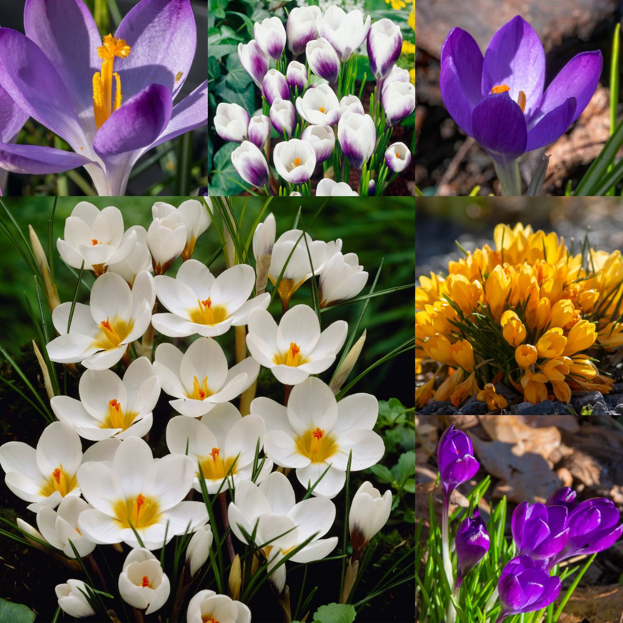 Shop Winter Flowering Crocus Collection from J. Parker's
