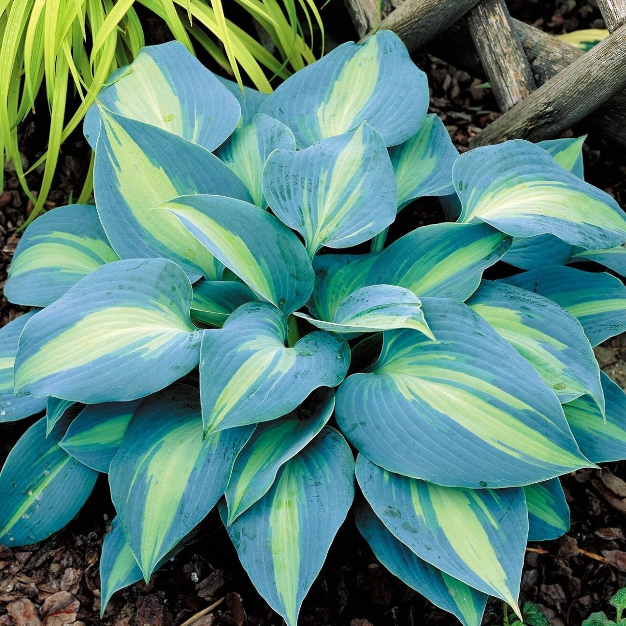 Hosta 'Touch of Class' - Elegant Perennial | J Parkers
